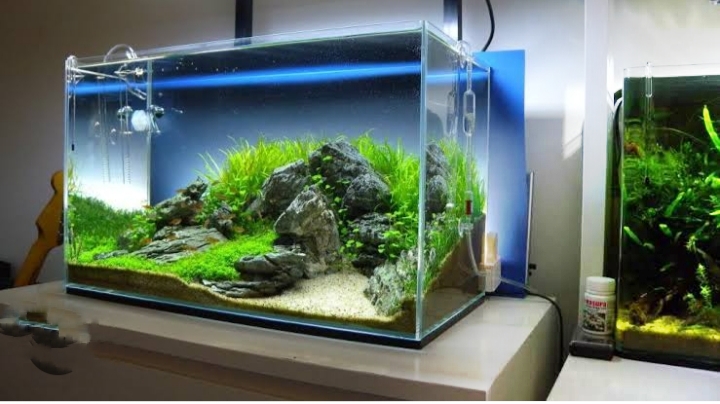 Panduan Praktis Merawat Aquarium: Simak Ulasan Lengkapnya ...